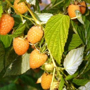 Raspberry "fall Gold" 8-12" Tall 4" Pot Size - Etsy