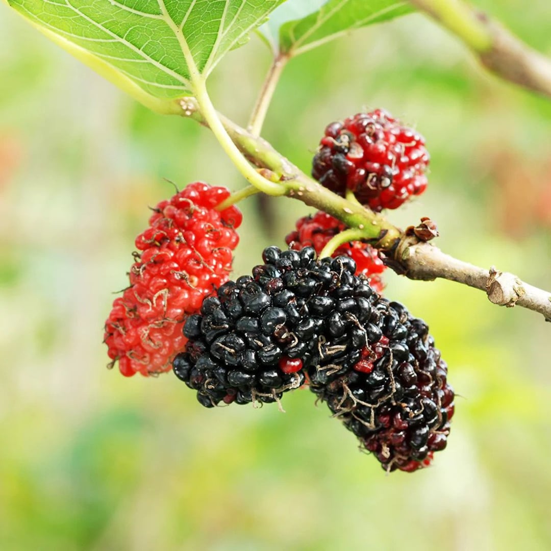 Red Mulberry Tree 10-15", (morus Rubra) Bareroot. Edible Fruit ...