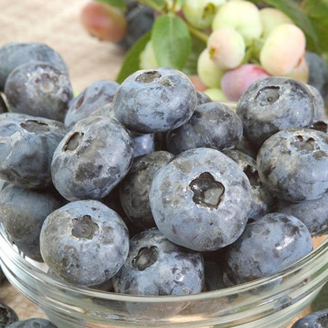 Elizabeth Blueberry Bush 8-15 Enormous Fruit Size High - Etsy