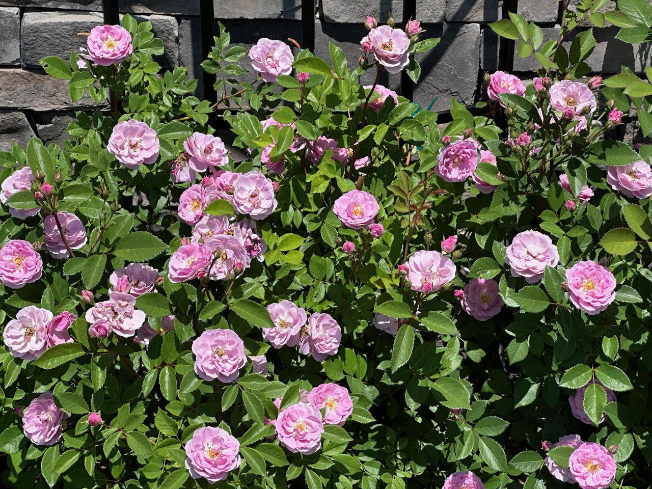 Rose 'rise up Lilac Days' Climibing Rose, 5-10" Size Starts, 4" Pot ...