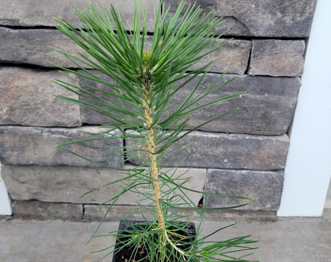 5 Pack of 6-10" Japanese Black Pine Seedlings, Beautiful Ornamental ...