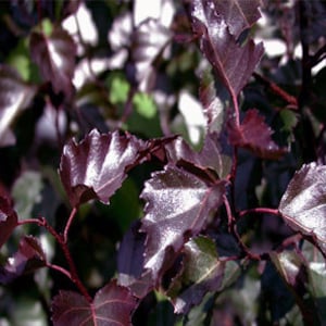 3ft Royal Frost Birch Beautiful Ornamental, Dark Purple Leaves, Winter ...