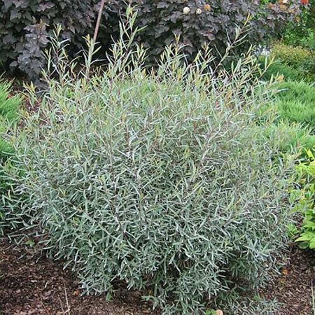 Set of 3, Dwarf Blue Leaf Arctic Willow (salix Purpurea 'nana') 10-12 ...