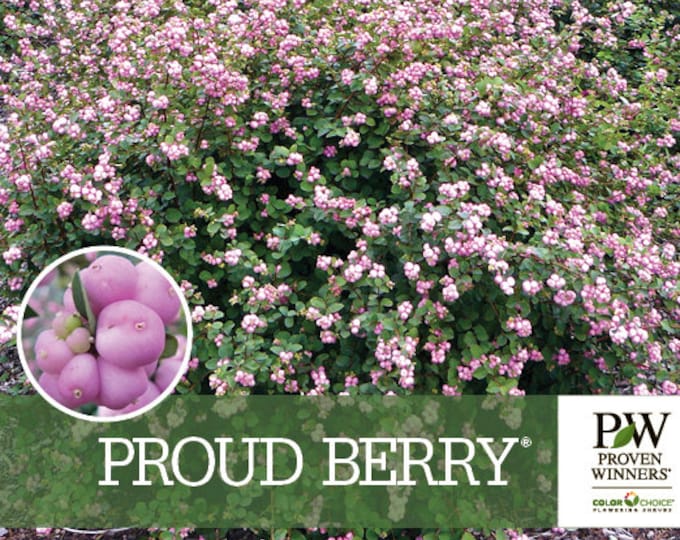 PROUD BERRY Coral Berry Proven Winners Colorchoice Flowering Shrubs ...