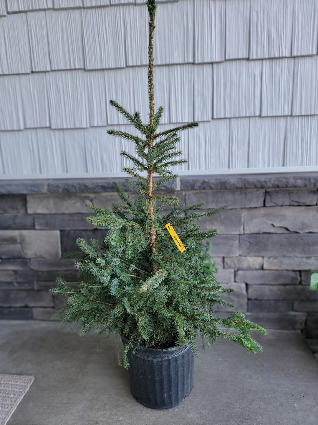 Serbian Spruce, 5 Gallon 3 Foot, Live Potted Tree, Steel Blue Green ...