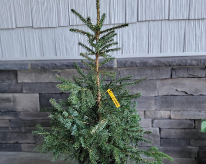 Serbian Spruce, 5 Gallon 3 Foot, Live Potted Tree, Steel Blue Green ...