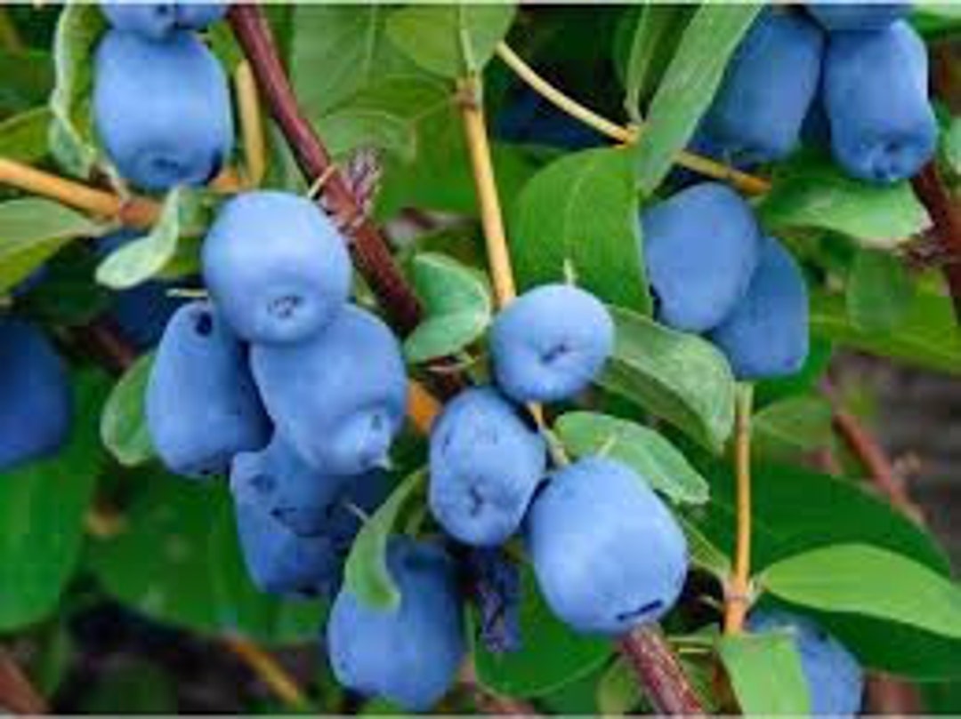 5 Plant Haskap/honeyberry Special, Berry Blue, Indigo Gem, Indigo Treat ...