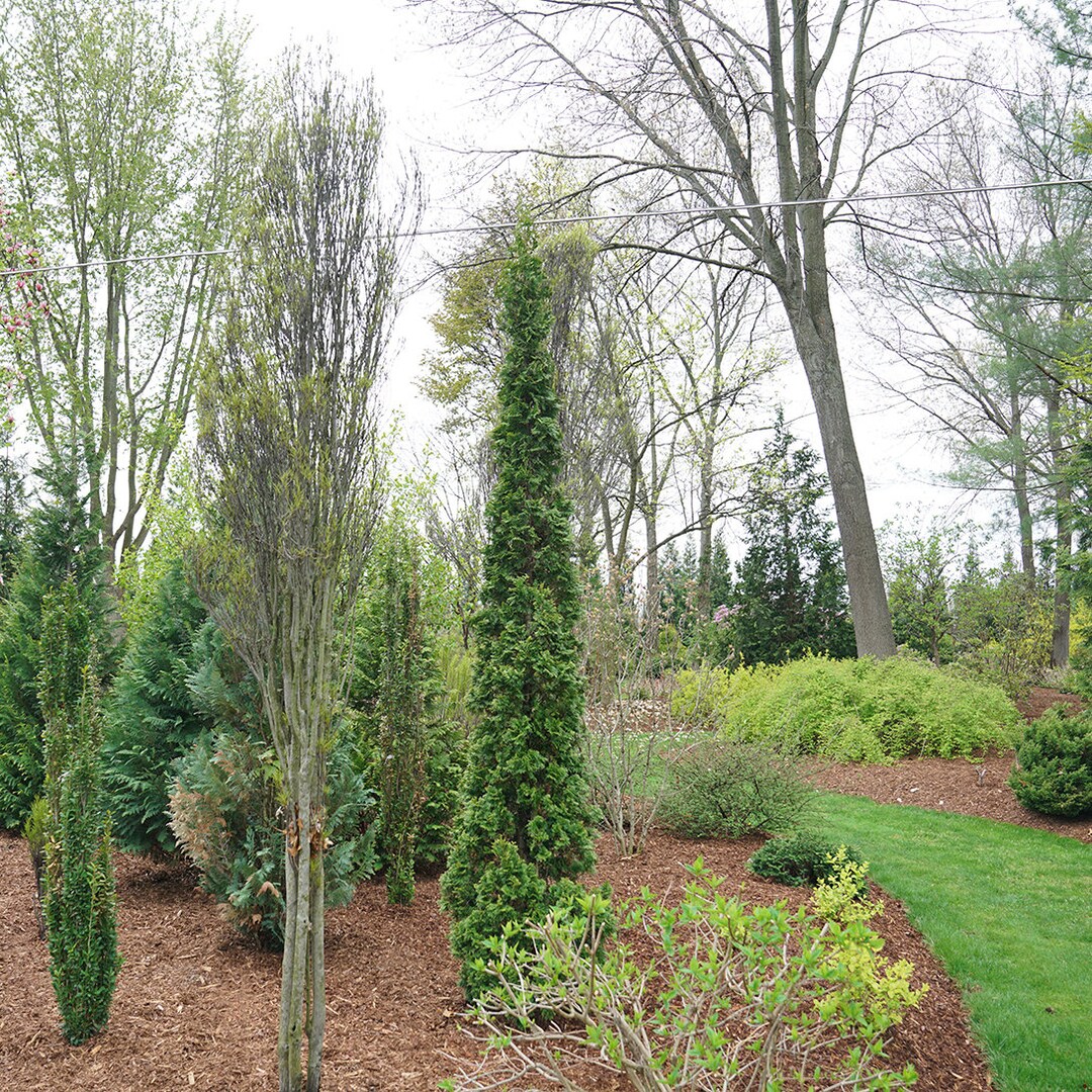 STING Arborvitae Thuja Occidentalis, Proven Winners Brand, Very Thin ...