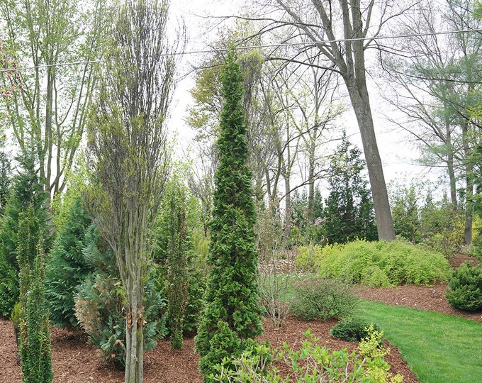 Set of 5, STING Arborvitae Thuja Occidentalis, Proven Winners Brand ...