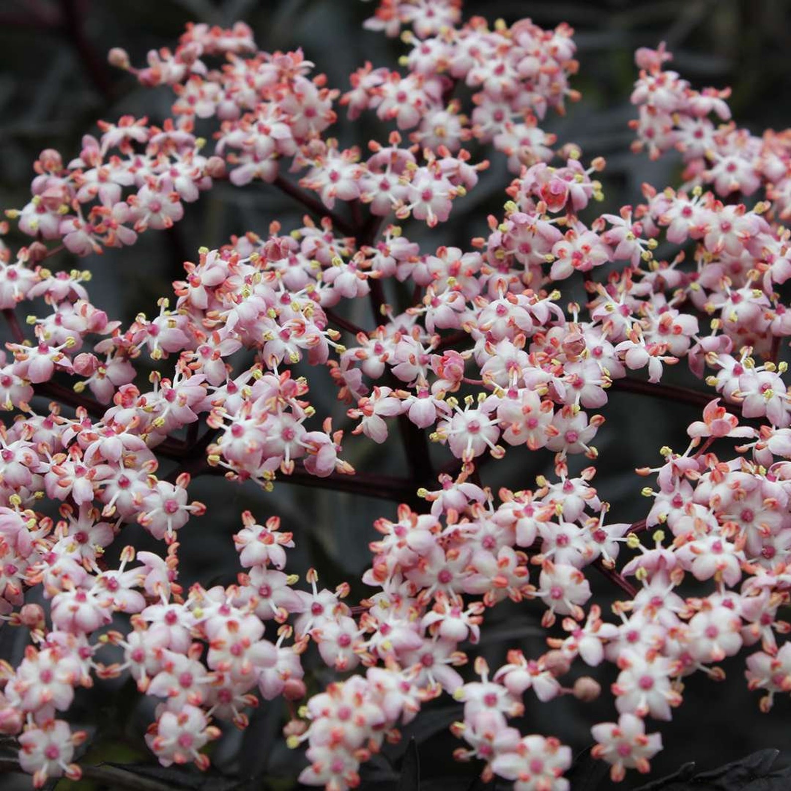 BLACK LACE® Proven Winners Colorchoice Flowering Shrubs Elderberry ...