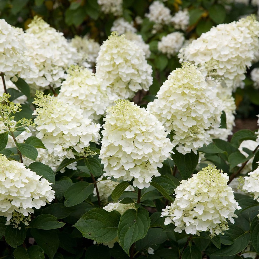 Silver Dollar Hydrangea,hydrangea Paniculata, Beautiful White Blooms - Etsy