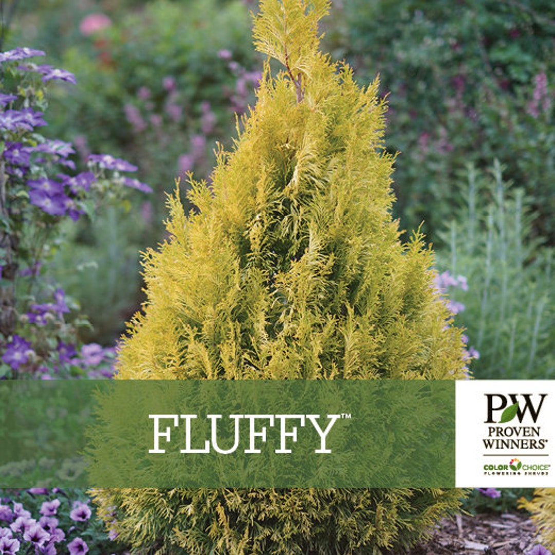 FLUFFY Arborvitae, Proven Winners Color Choice Flowering Shrubs 10-12 ...