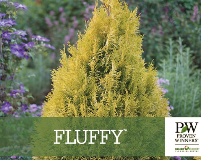 FLUFFY Arborvitae, Proven Winners Color Choice Flowering Shrubs 10-12 ...