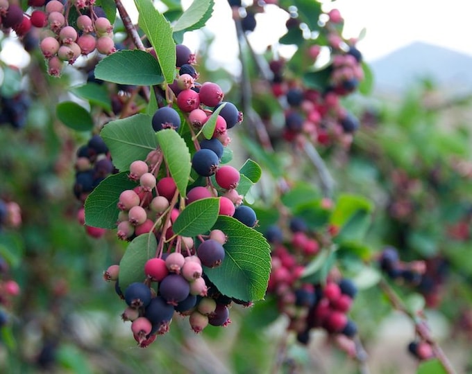 Set of 3, Saskatoon Serviceberry (juneberry) 'amelanchier Alnifolia 10 ...