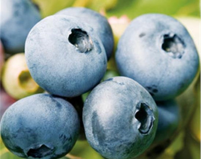 Patriot Blueberry Bush 10-15"", Super Large Sweet Berries, All American ...