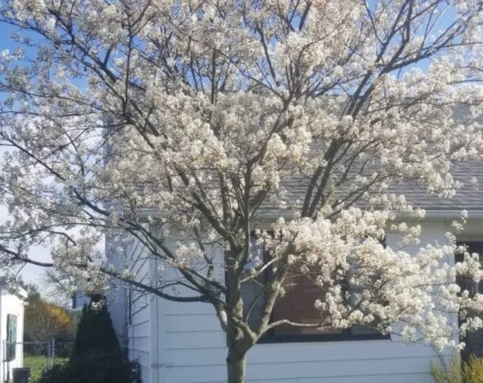 3-4 Ft. TREE FORM Serviceberry 'autumn Brilliance' Bareroot, Spring ...