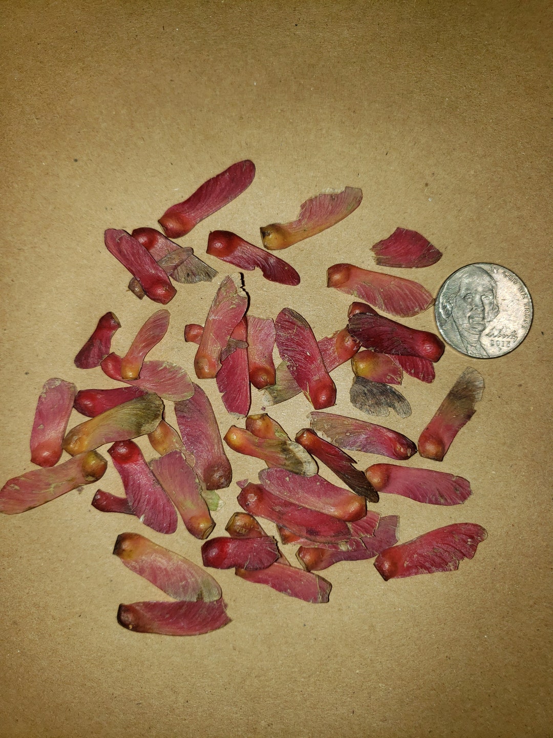 25 Bloodgood Japanese Maple Seeds Beautiful Dark Red Color - Etsy