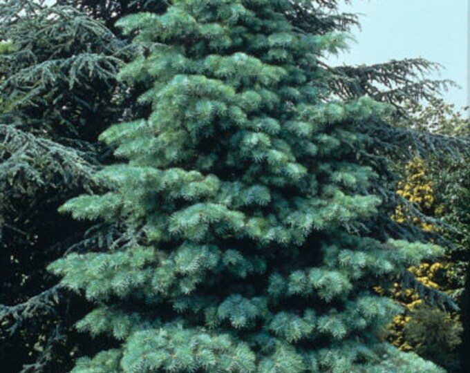 5 Pack of 5-10" Concolor Fir, Beautiful Ornamental With Steel Blue ...