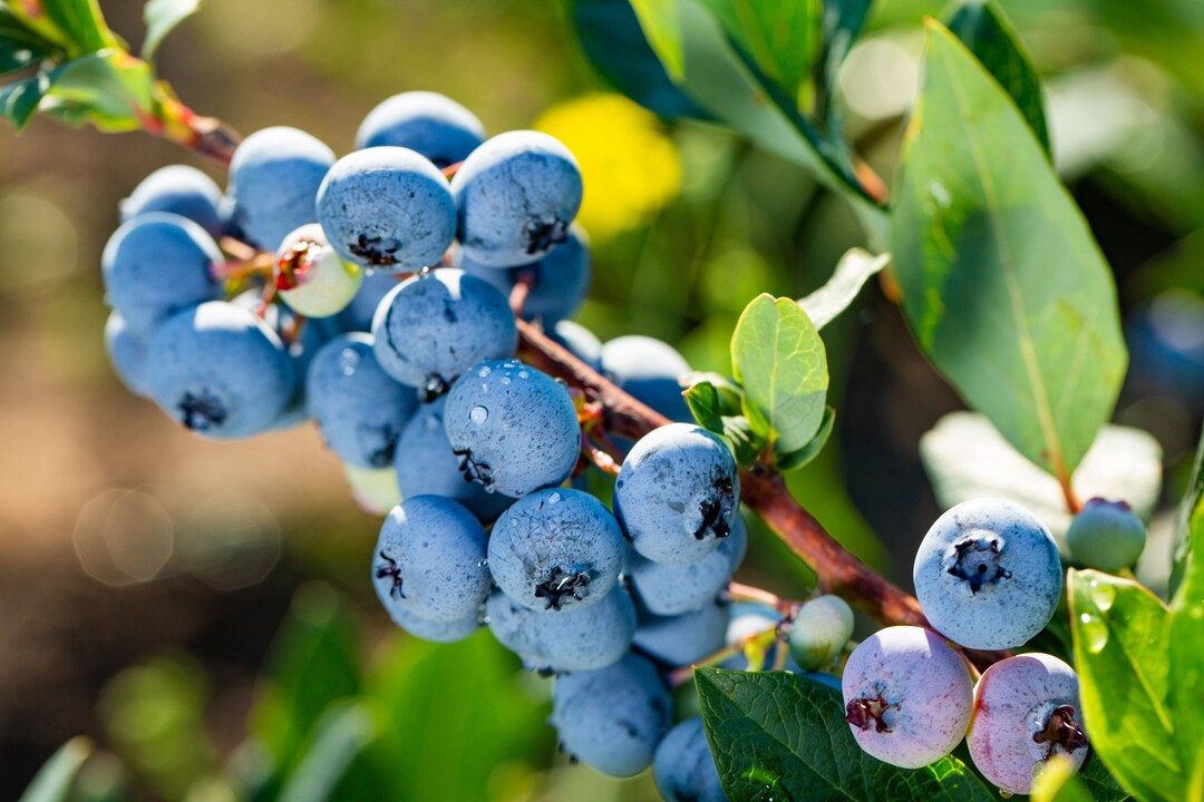 Free Ship, 4 PLANT BLUEBERRY Special Bonus, Blue Ray, Blue Jay, Elliot ...