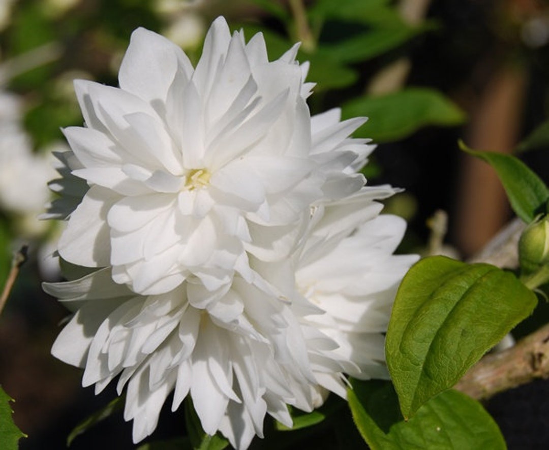 Set of 3, Minnesota Snowflake Mockorange (philadelphus X Virginalis ...