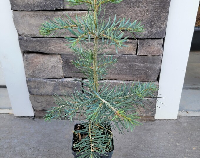 5-8" Concolor Fir, Beautiful Ornamental With Steel Blue Green Color ...