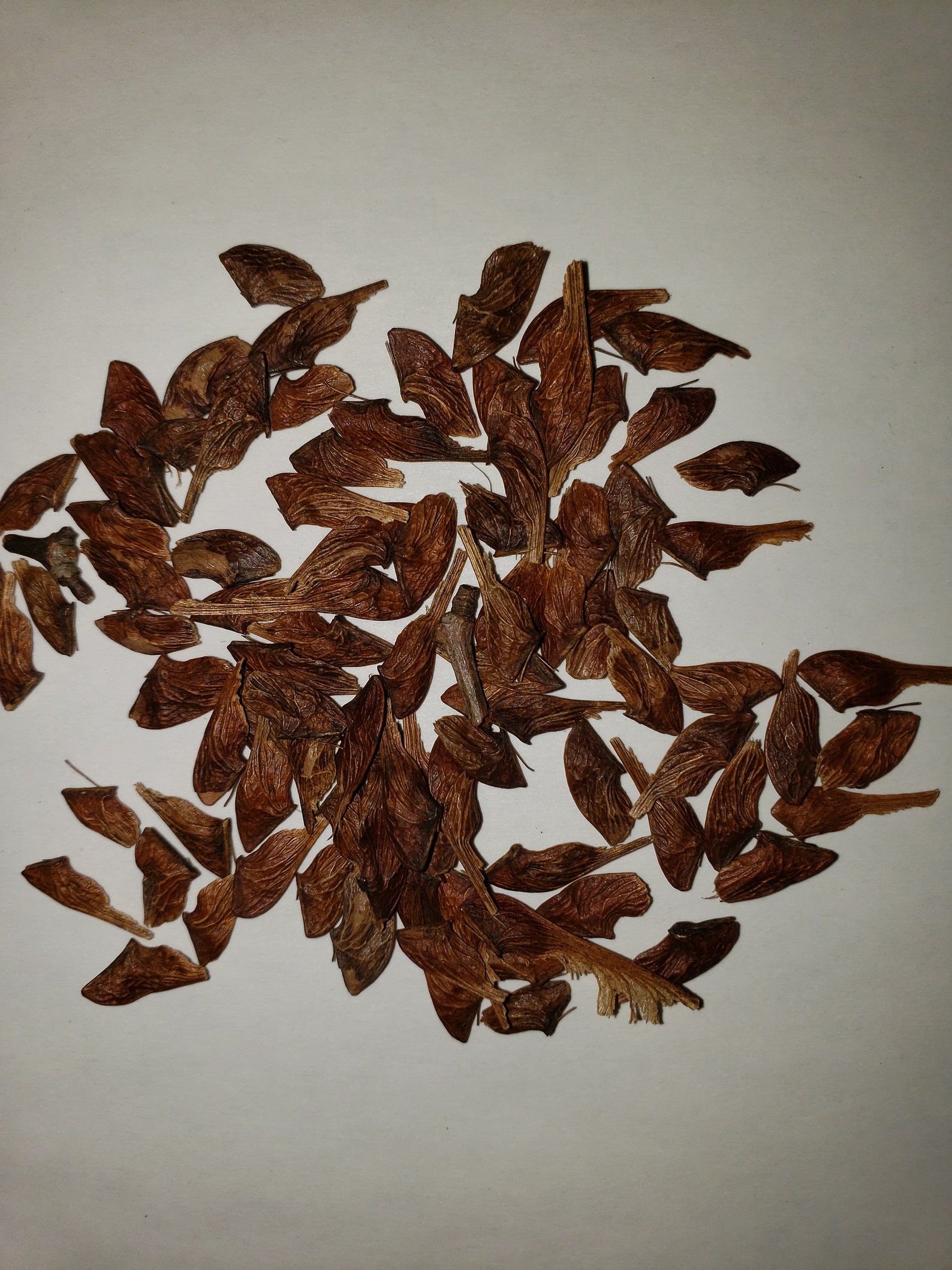 Flame Amur Maple 100+ Seeds, Beautiful Flame Red Color, Fresh Harvest ...