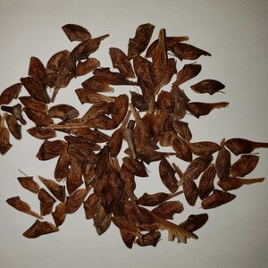 Flame Amur Maple 100+ Seeds, Beautiful Flame Red Color, Fresh Harvest ...