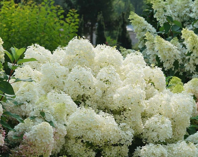 PUFFER FISH® Proven Winners Colorchoice Flowering Shrubs Hydrangea ...