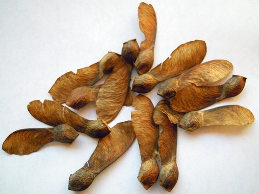 Sugar Maple 250+ Seeds, ' Acer Saccharum' Beautiful Color, Maple Syrup ...