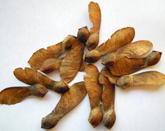 Sugar Maple 250+ Seeds, ' Acer Saccharum' Beautiful Color, Maple Syrup ...