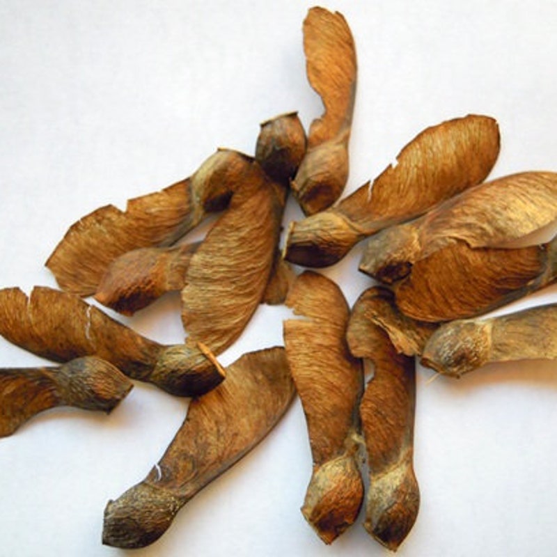Maple Seed Pods - Etsy