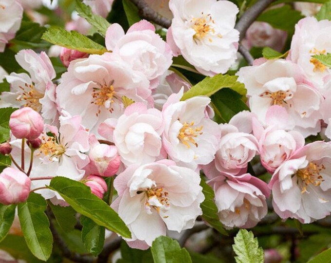 Praire Crabapple, Malus Ioensis Bonsai, 50+ Seeds, Fresh 2025 Harvest ...