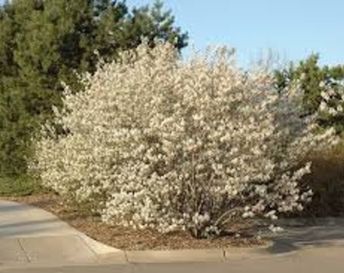 Shadblow Serviceberry juneberry 'amelanchier - Etsy