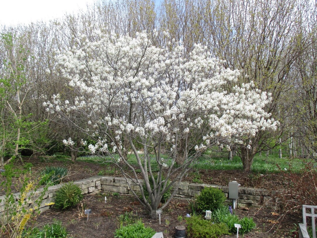 Shadblow Serviceberry juneberry 'amelanchier Canadensis' 8-12 Tall ...