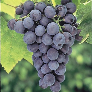 Seedless Concord Grape Plants, 4" Pot Size, America's Favorite Grape ...