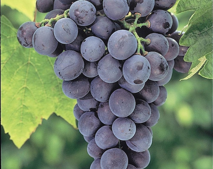 Seedless Concord Grape Plants, 4" Pot Size, America's Favorite Grape ...