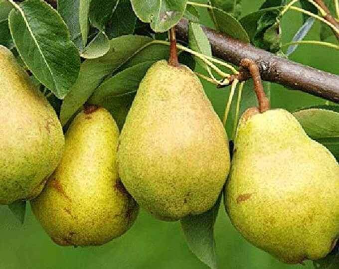 5-6 Ft Kieffer Pear Tree, Grafted, Semi Dwarf, Sweet & Crisp - Etsy