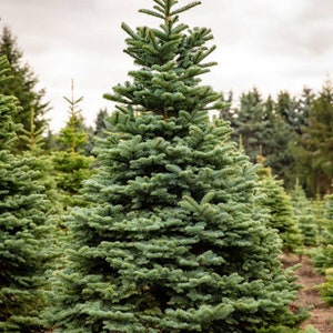 25+ Blue Noble Fir Seeds, Beautiful, Highly Ornamental, Fresh Harvest ...