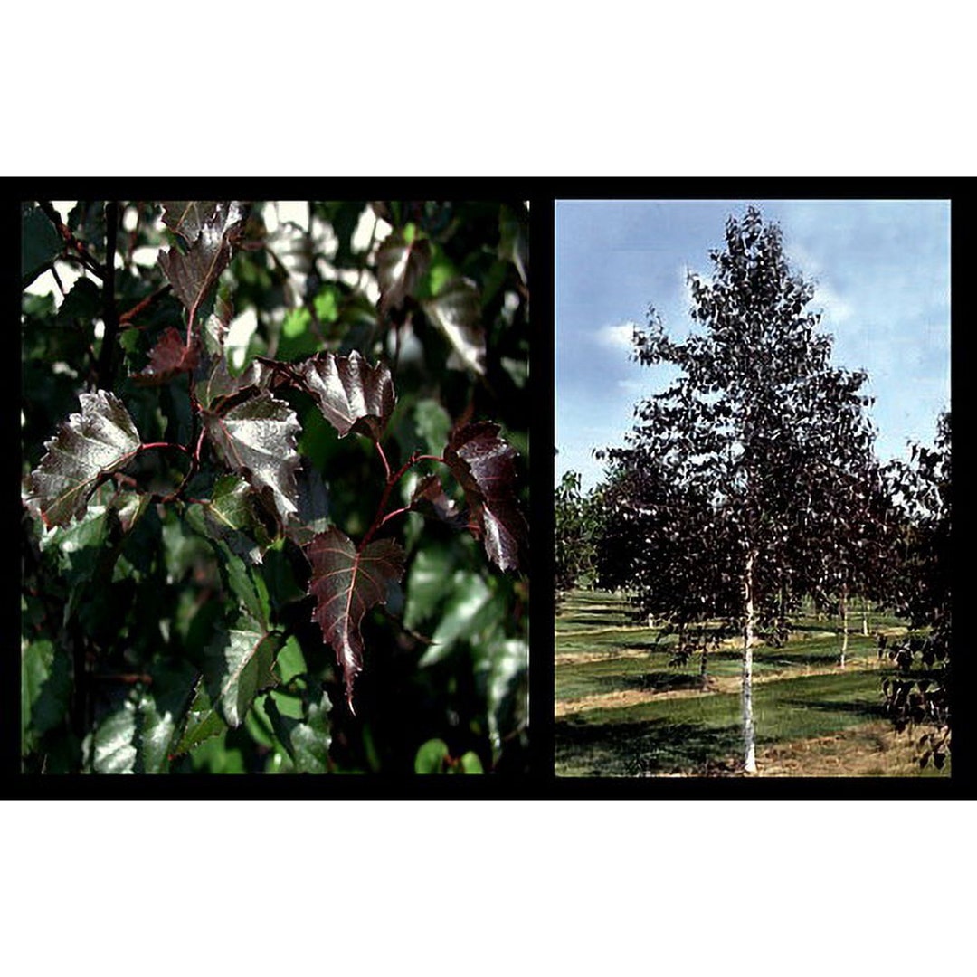 3ft Royal Frost Birch Beautiful Ornamental, Dark Purple Leaves, Winter ...