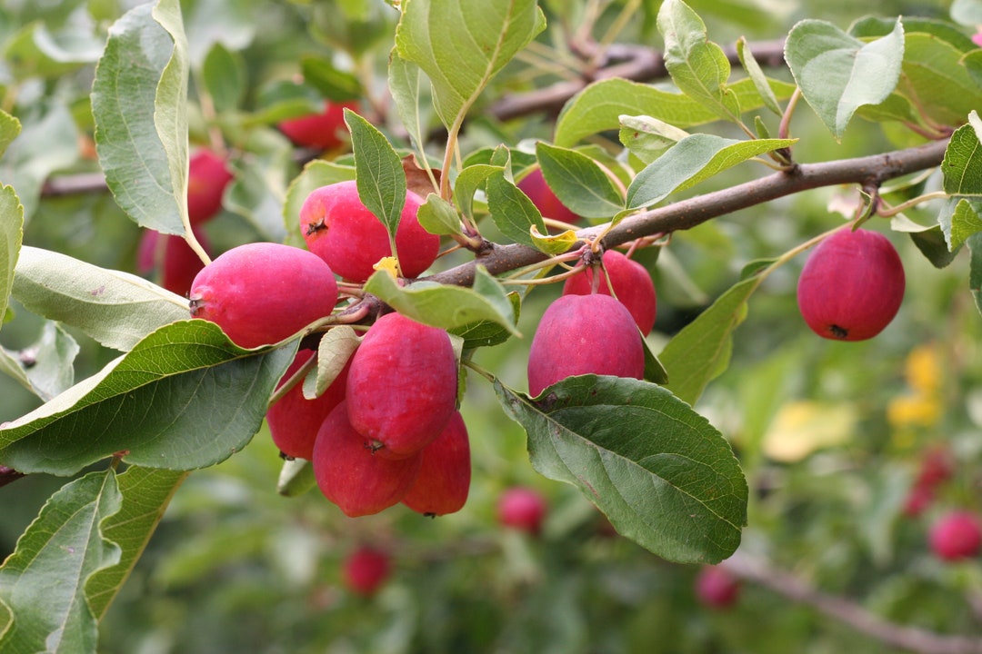 3-4 Ft Dolgo Crabapple, Beautiful Pollinator. - Etsy