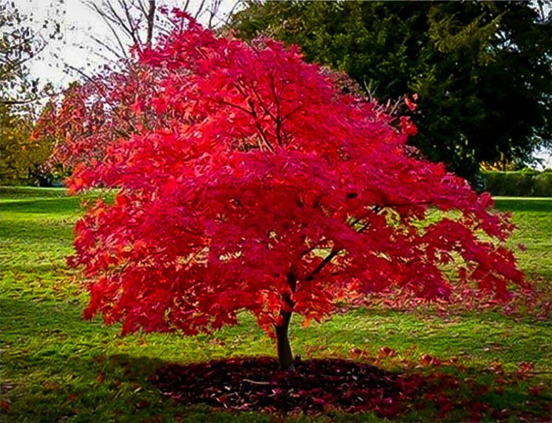 Flame Amur Maple 100+ Seeds, Beautiful Flame Red Color, Fresh Harvest ...