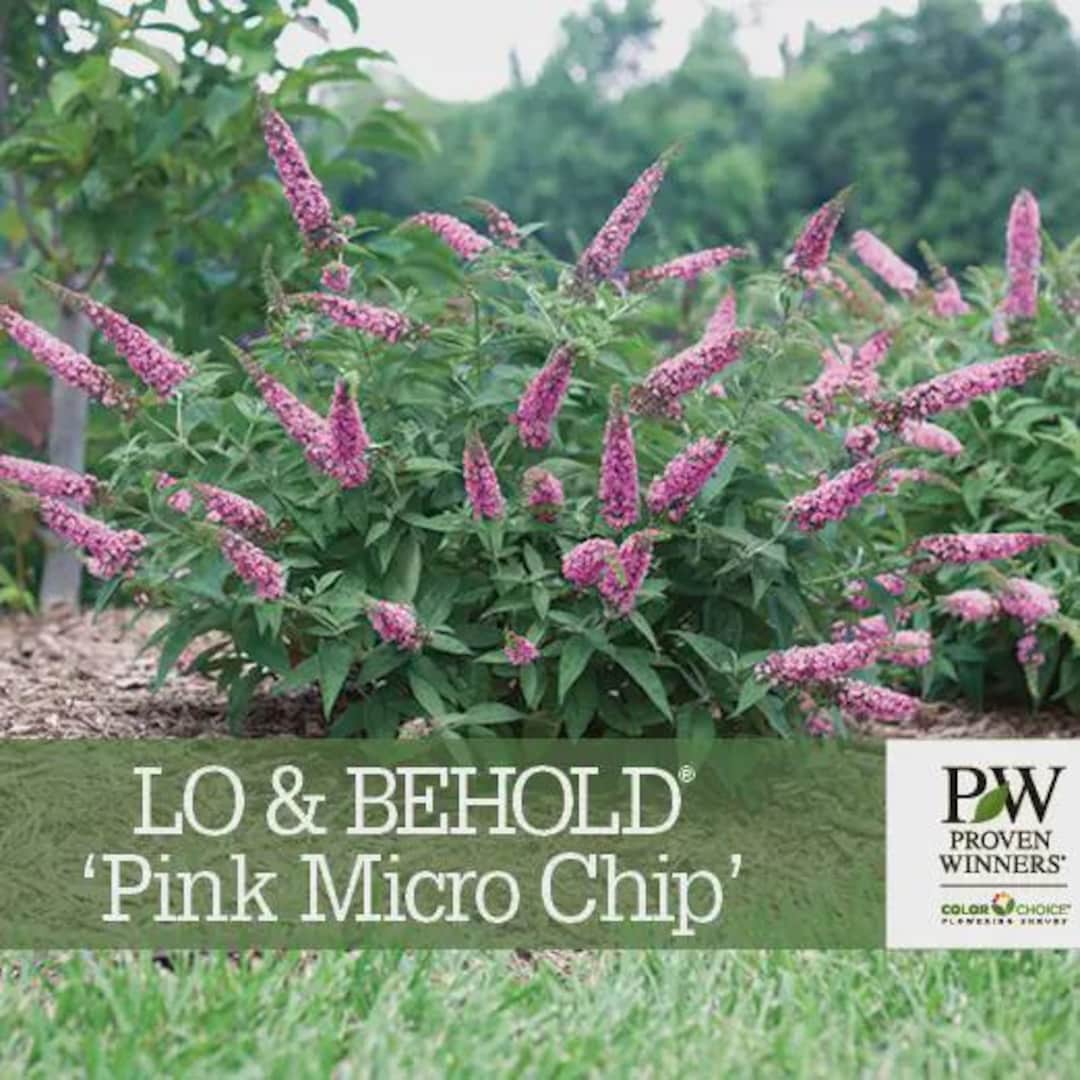 Dwarf Butterfly Bush LO & BEHOLD® ‘pink Micro Chip ’ Proven Winners, 4 ...
