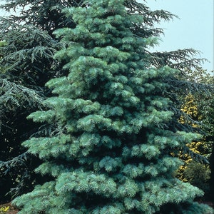 Concolor Fir, White Fir 25+ Seeds, Beautiful, Highly Ornamental, Fresh ...