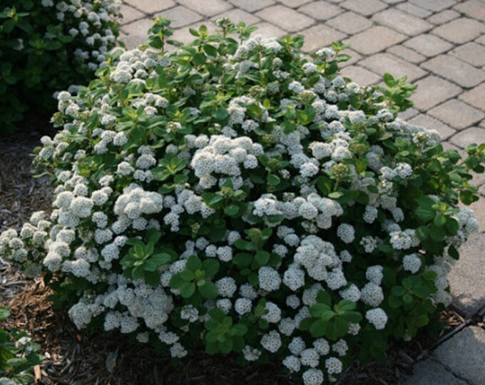 Set of 2 Birch Leaf Spirea ( Spirea Betulifolia 'tor') Gallon Size - Etsy