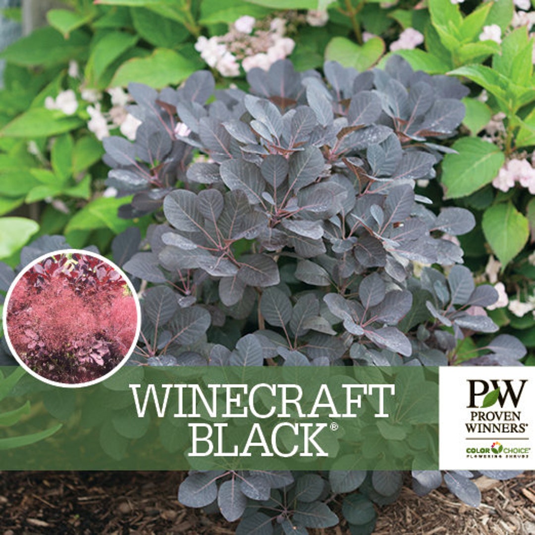 WINECRAFT BLACK Smokebus Proven Winners Colorchoice Flowering Shrubs 4 ...