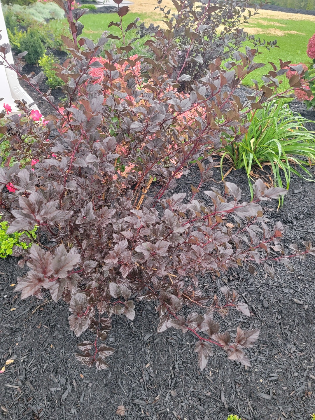 Set of (3) Ninebark ‘royalty’ 8-12" Starts. Stunning Dark Purple ...