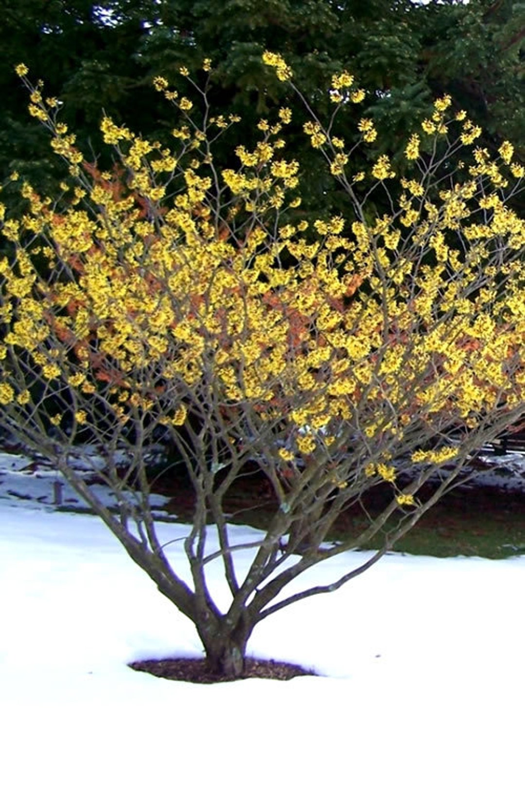 Set of (3) 10-12" Ozark Witch Hazel Seedling. Beautiful Ornamental and ...