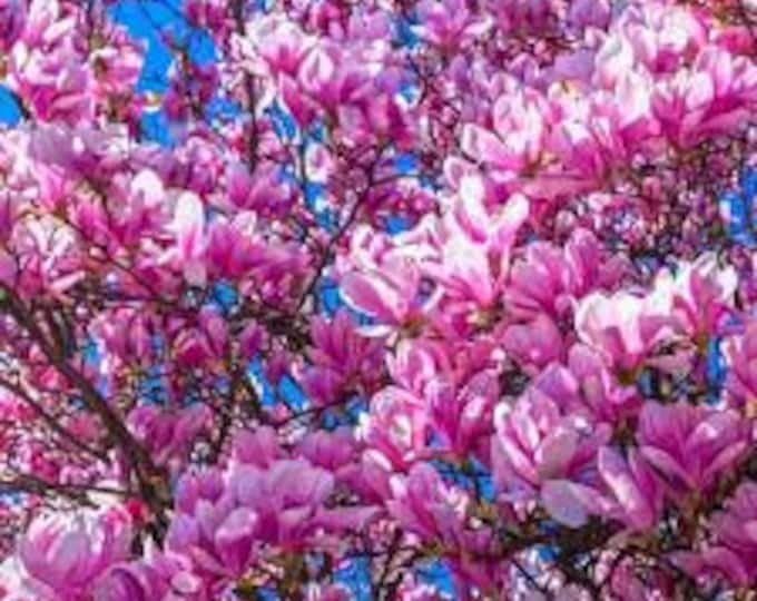 Jane Magnolia, 15-20" Bare Root, Nice Established Roots, Beautiful ...