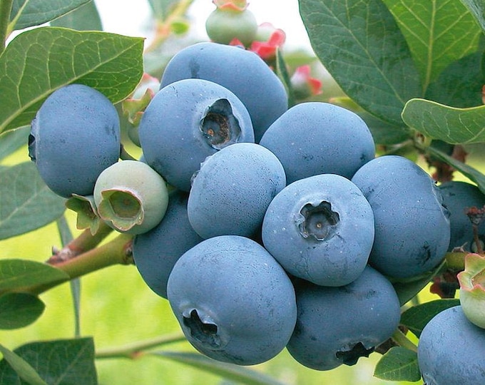 Sweetheart Blueberry, 15-20" Large Grade. One of the Best Varieties. - Etsy