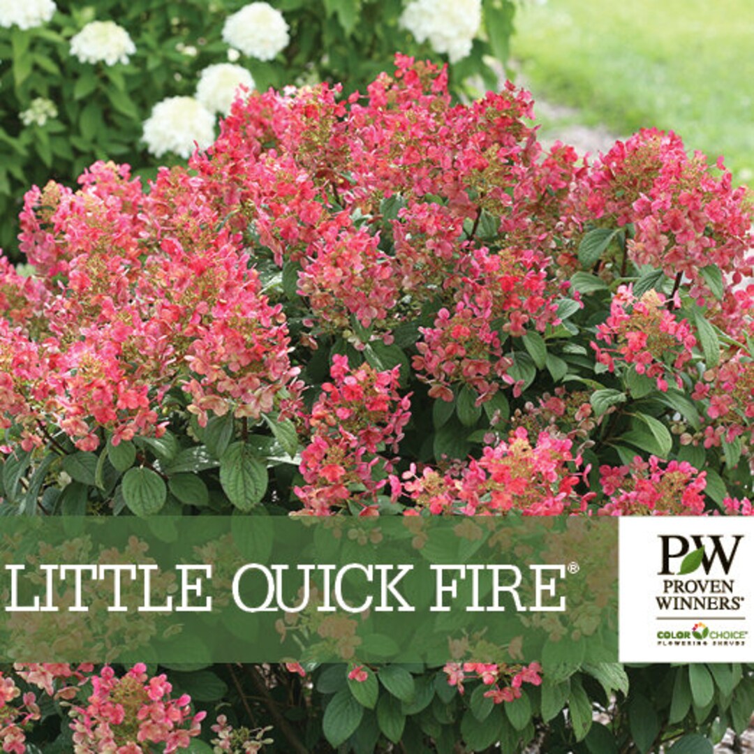 Little QUICK FIRE® Proven Winners Colorchoice Hydrangea - Panicle ...